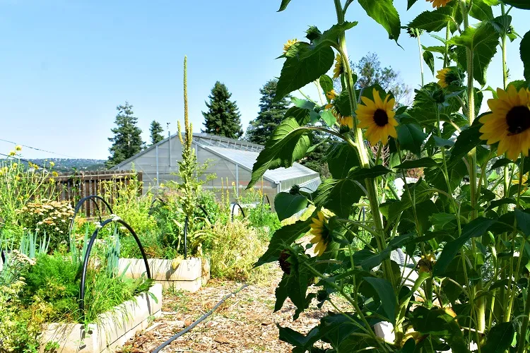 In The News | UCCS Farm